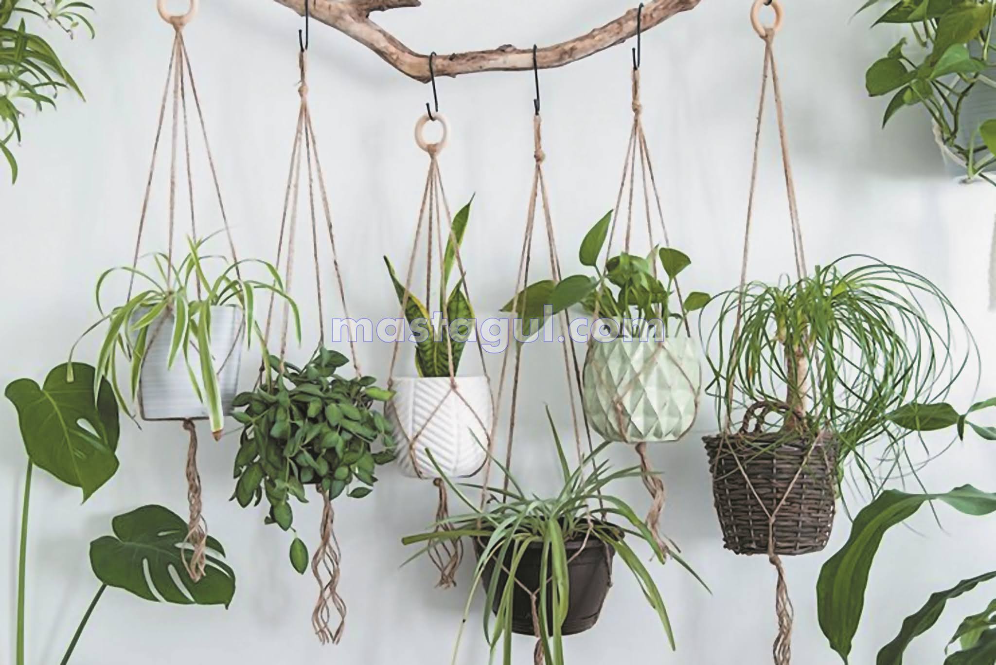 Jenis Tanaman Bunga Hias Pot Gantung Outdoor di Teras Rumah Tahan Panas ...