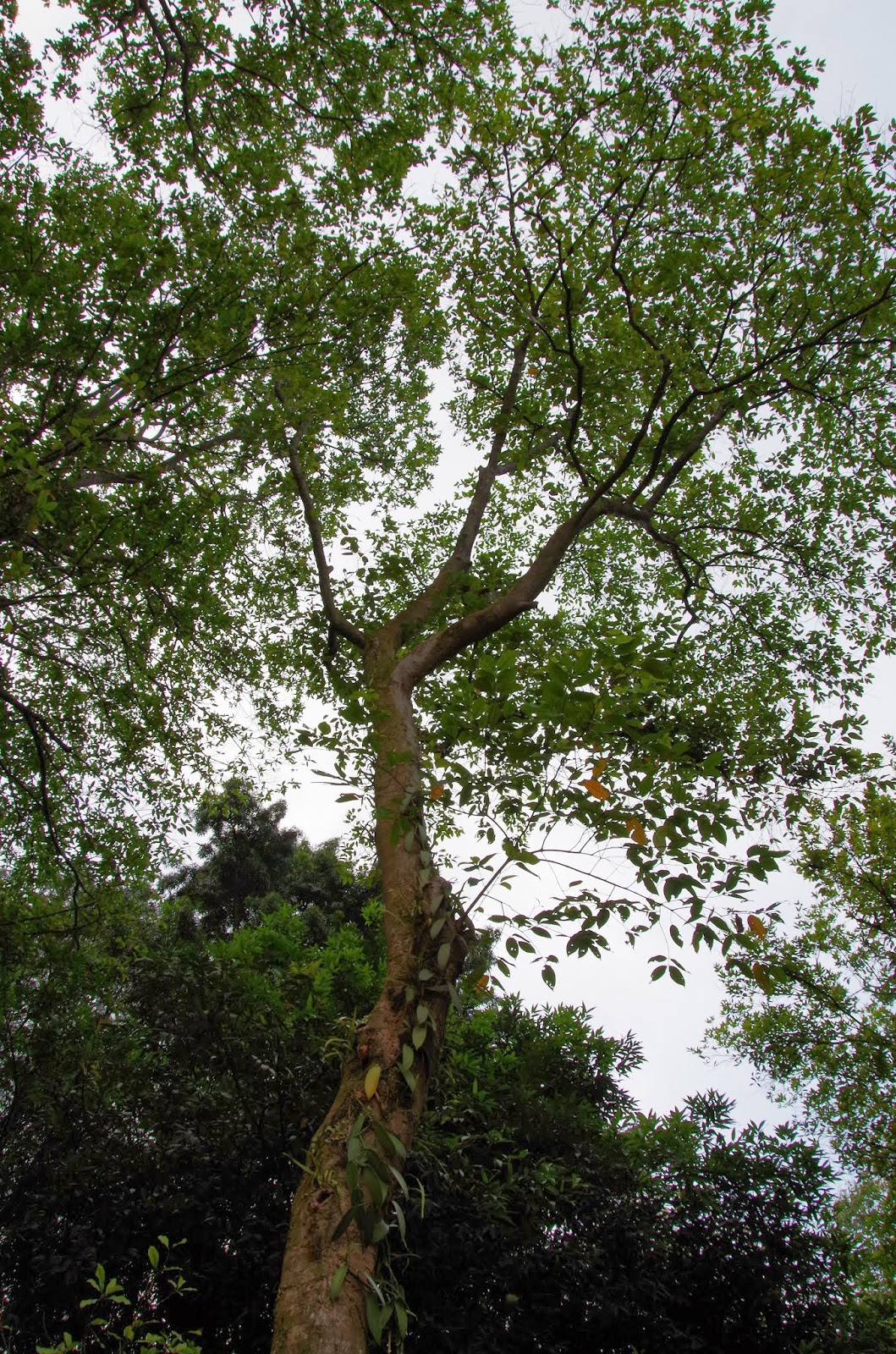 Trees and Plants: Clove Tree