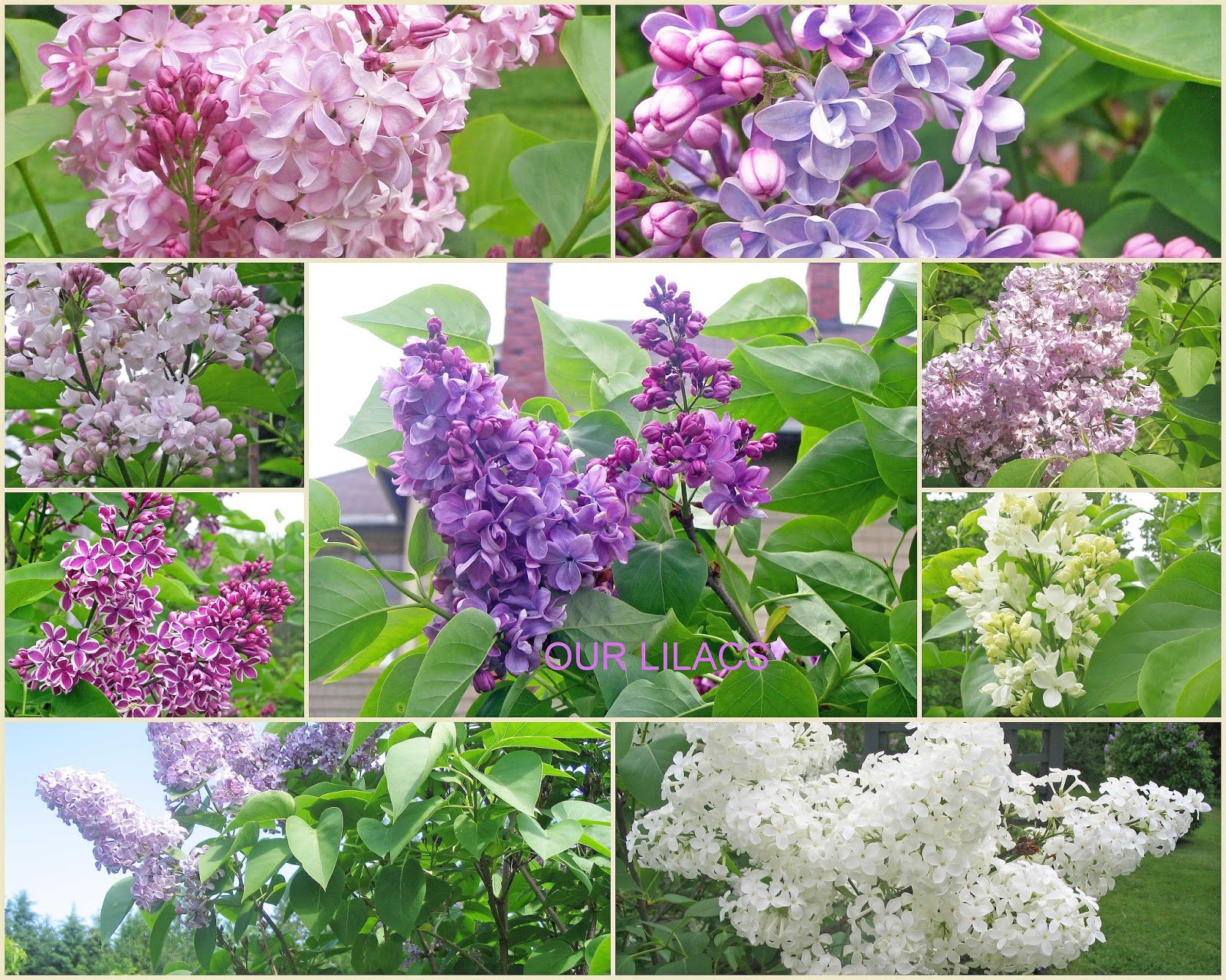Aiken House & Gardens: It's Lilac Time