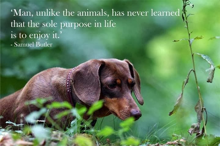 Pets-N-More: Inspiring Quotes For People Who Love Animals