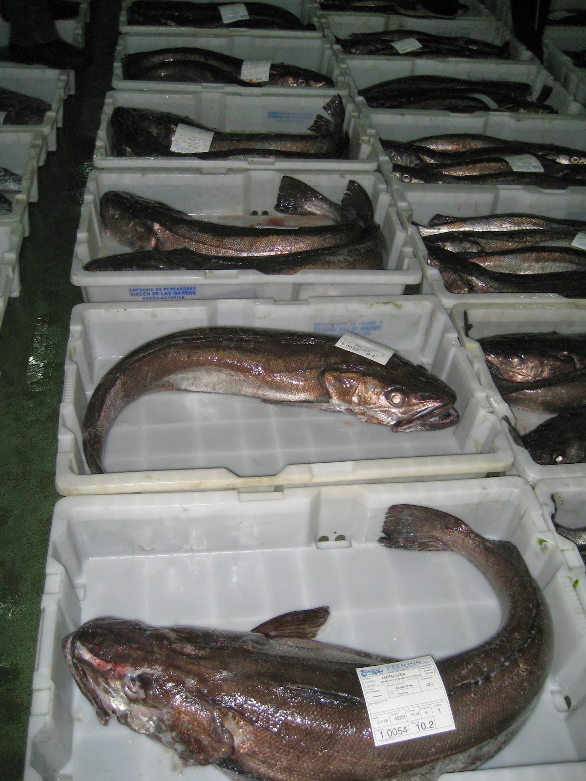 El rincón de Mundín: LA MERLUZA: CARACTERÍSTICAS Y DIFERENCIAS