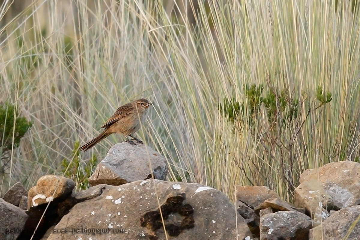 mis fotos de aves: Asthenes humilis Canastero Gorjiestriado Streak ...