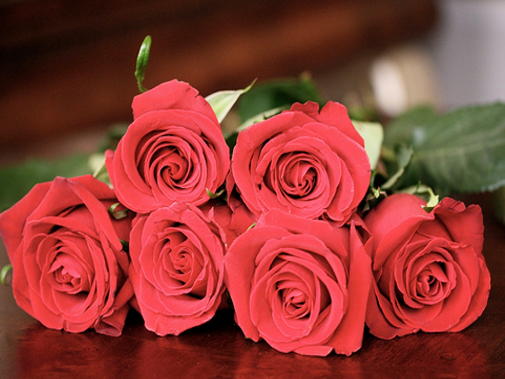 Amazing Red Roses Love Wallpapers And Backgrounds | Amazing Information