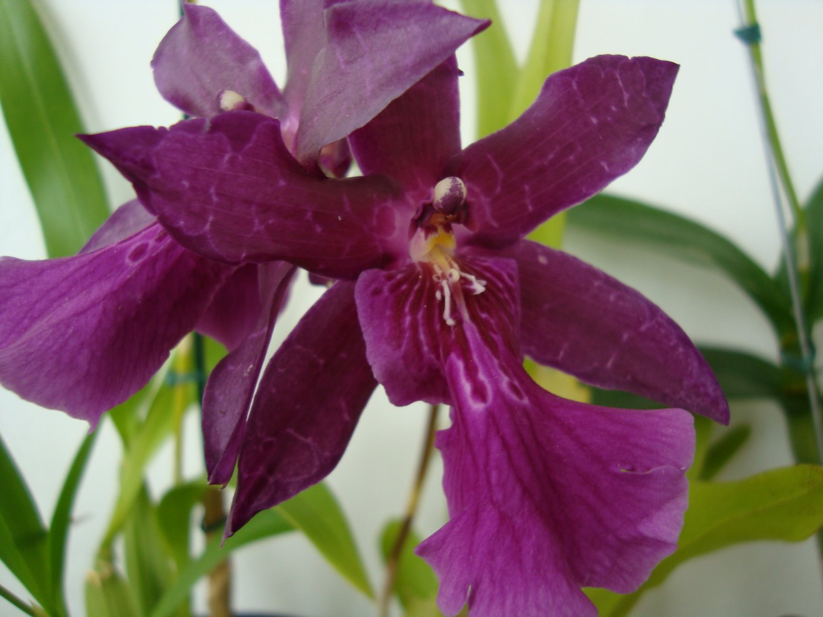 Orquídeas: Miltonia Bluntii