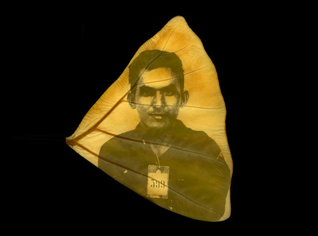 Chlorophyll Printing Art - by Binh Danh | Funnilogy