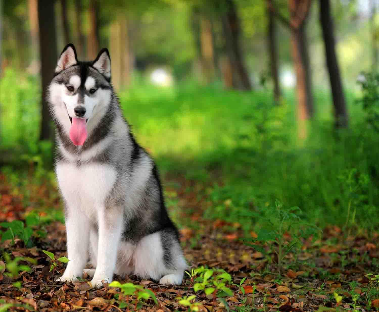 ANIMALS TIME : Siberian Husky Dog (Gallery 9)