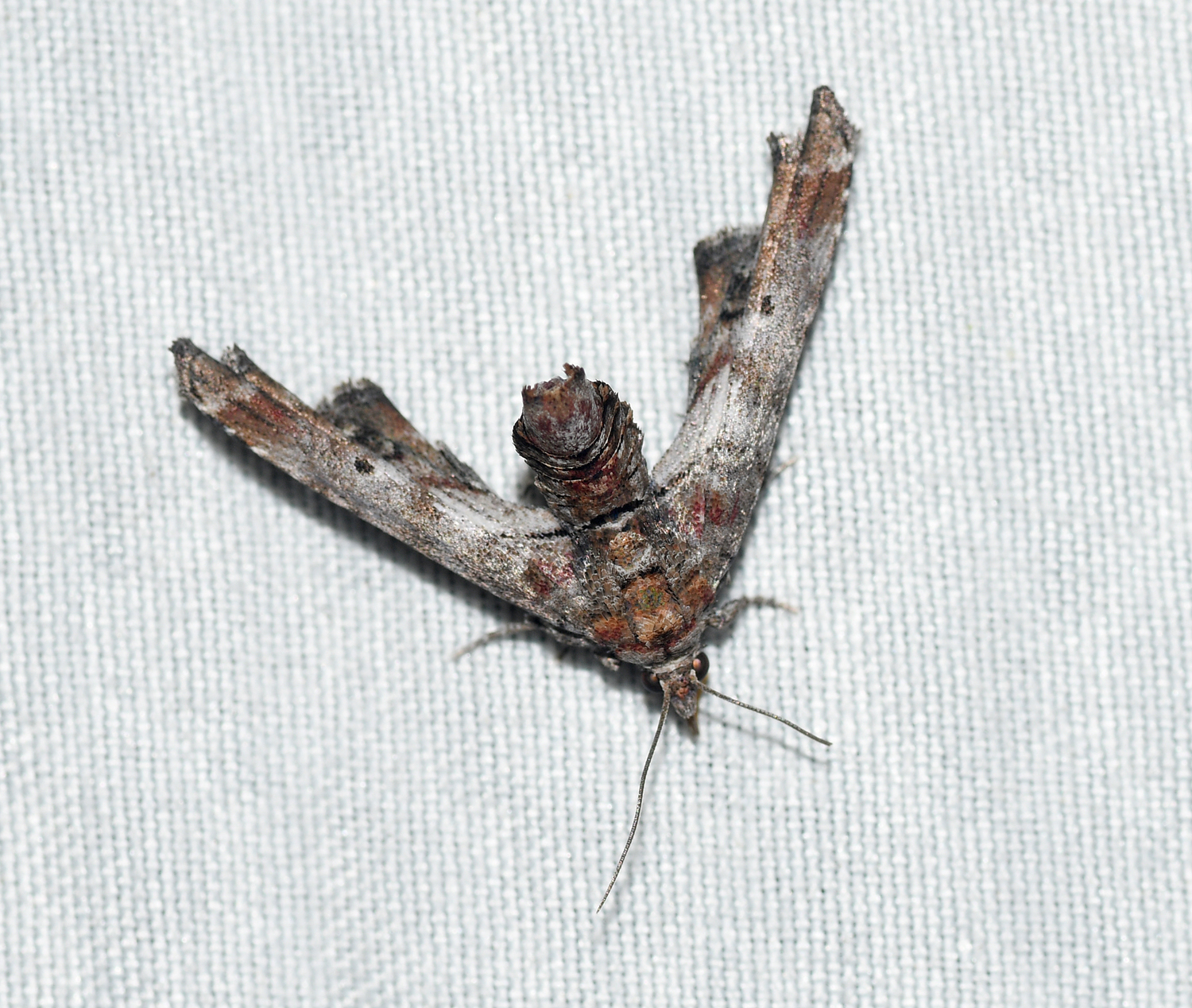 Explorations of an Ecologist: Mothing at St. William's Conservation ...