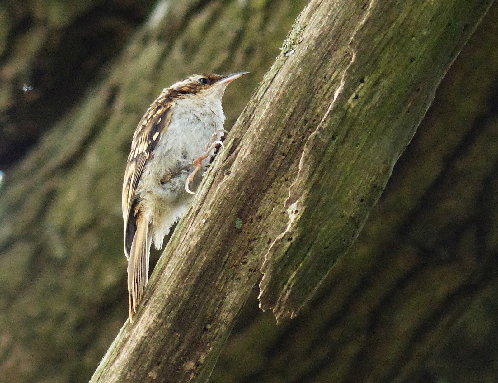 Feathers Birding Blog: Summer roundup!
