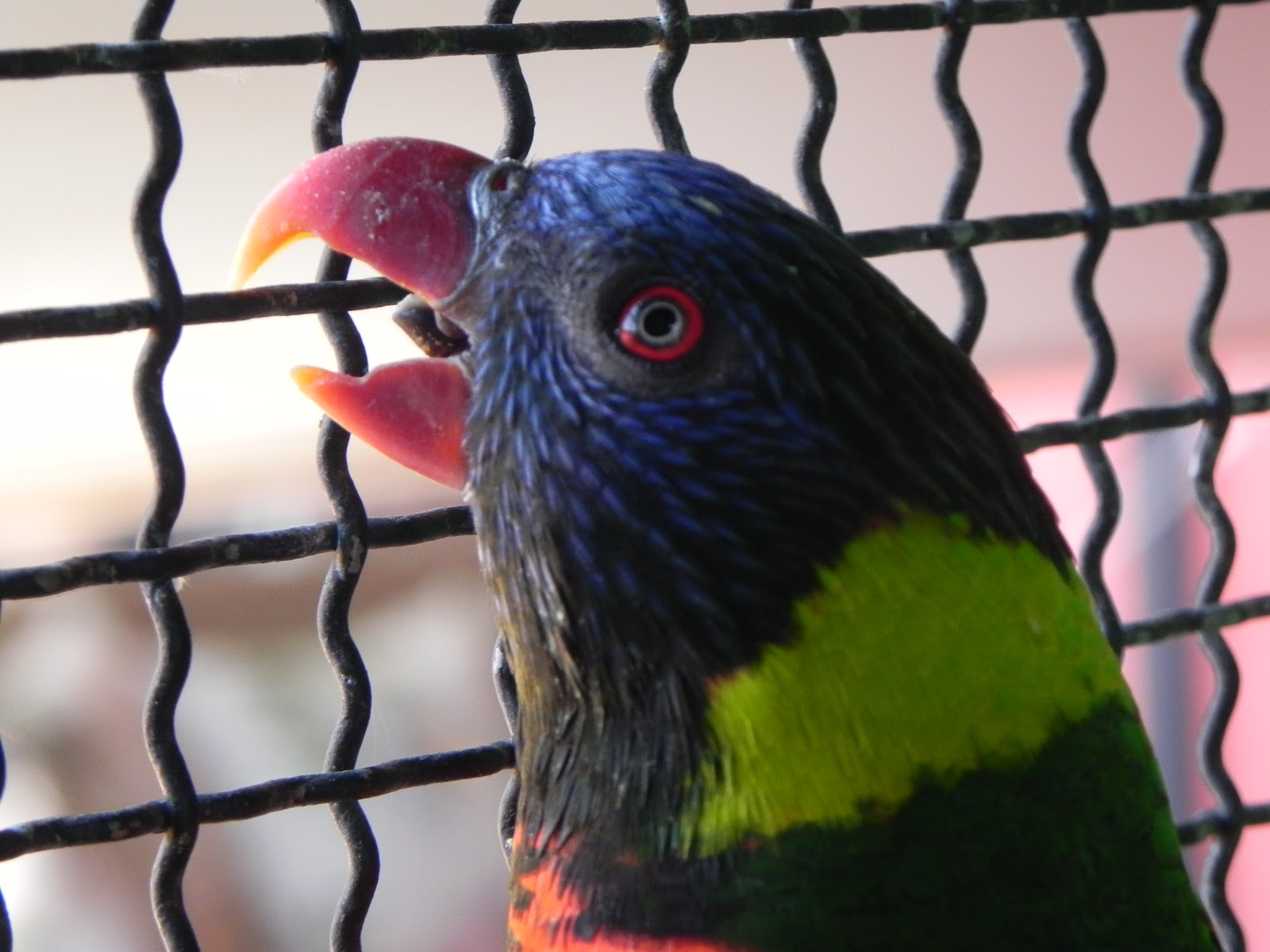 Viveiro Harmonia: LÓRIS ARCO-ÍRIS