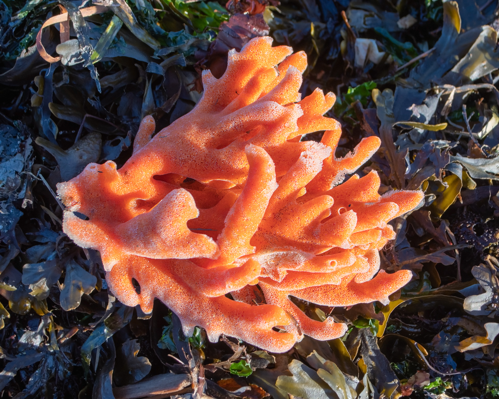 Wanderin' Weeta (With Waterfowl and Weeds): A tasty orange