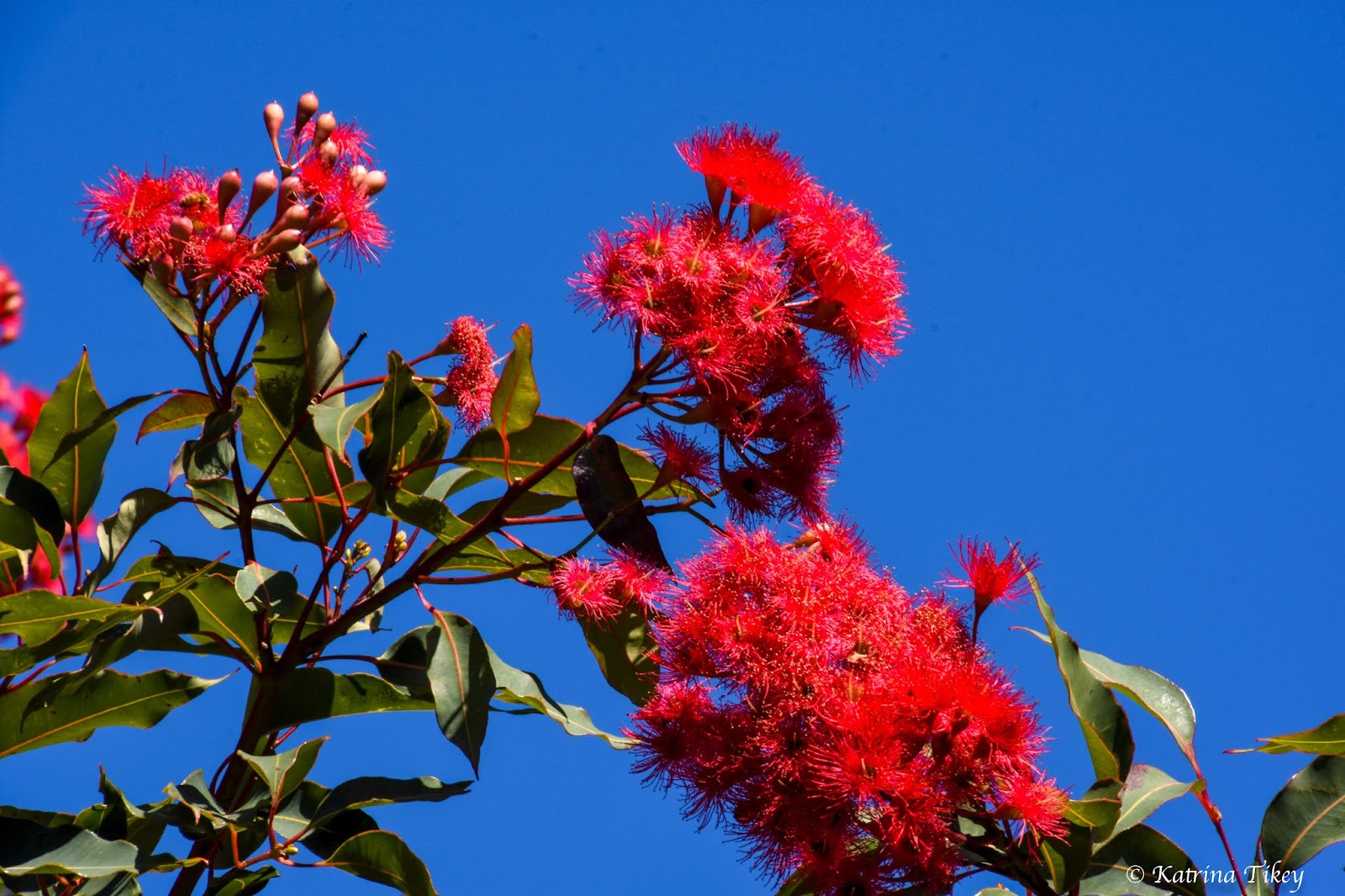 Paws Awhile: Bike Ride With My Best Buddy