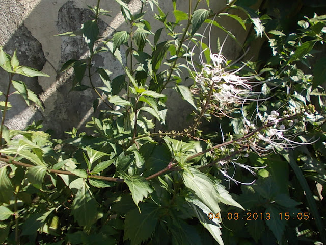 Cheap Cures (Affordable Health Care): Taheebo, (balbas pusa) is anti ...