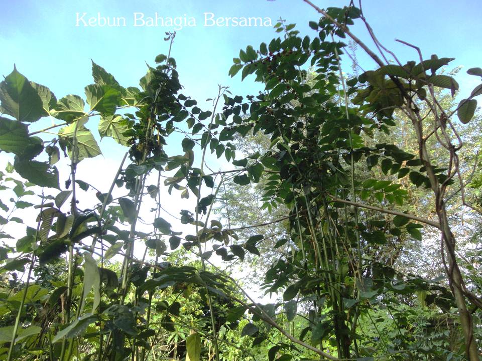 Kebun Bahagia Bersama: Biji Benih Asin Asin