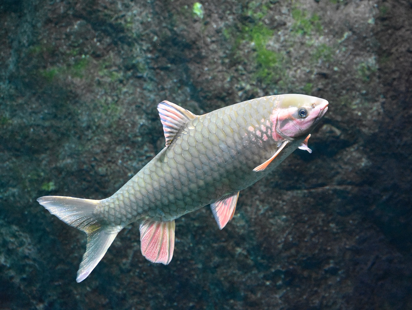 ZOOTOGRAFIANDO (6.100 ANIMALS): CARPA PHOENIX / CHINESE PHOENIX BARB ...