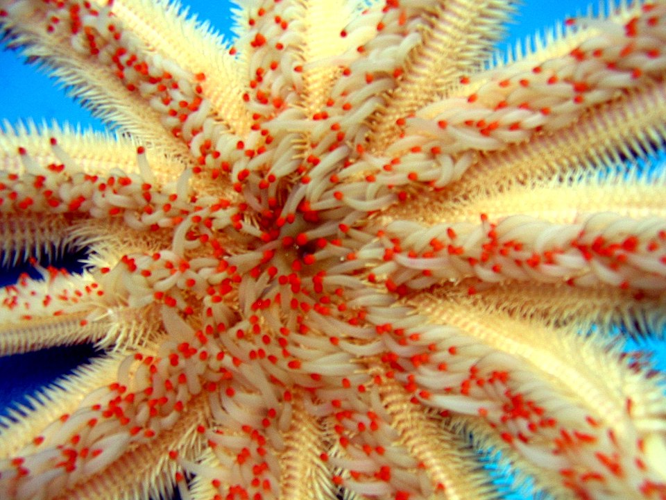 25 Interesting Facts About Starfish