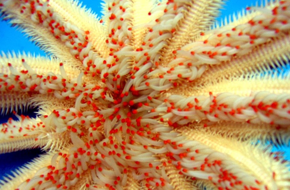 25 Interesting Facts About Starfish