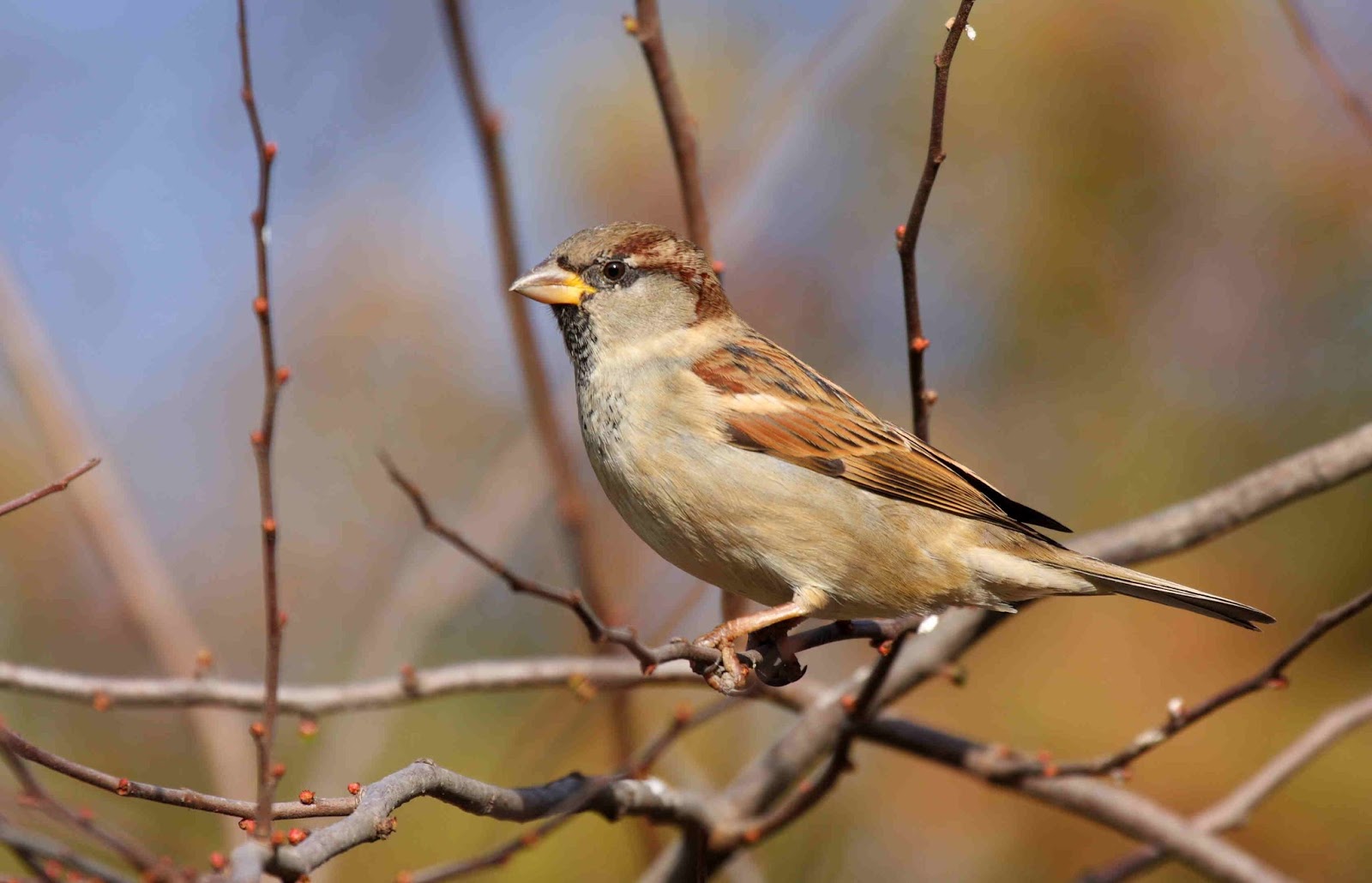 Cristian Andreica : Cele mai numeroase specii de păsări din România