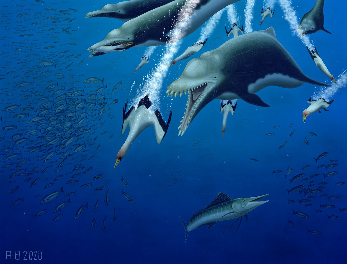 The Coastal Paleontologist: Ankylorhiza tiedemani, a giant dolphin from ...