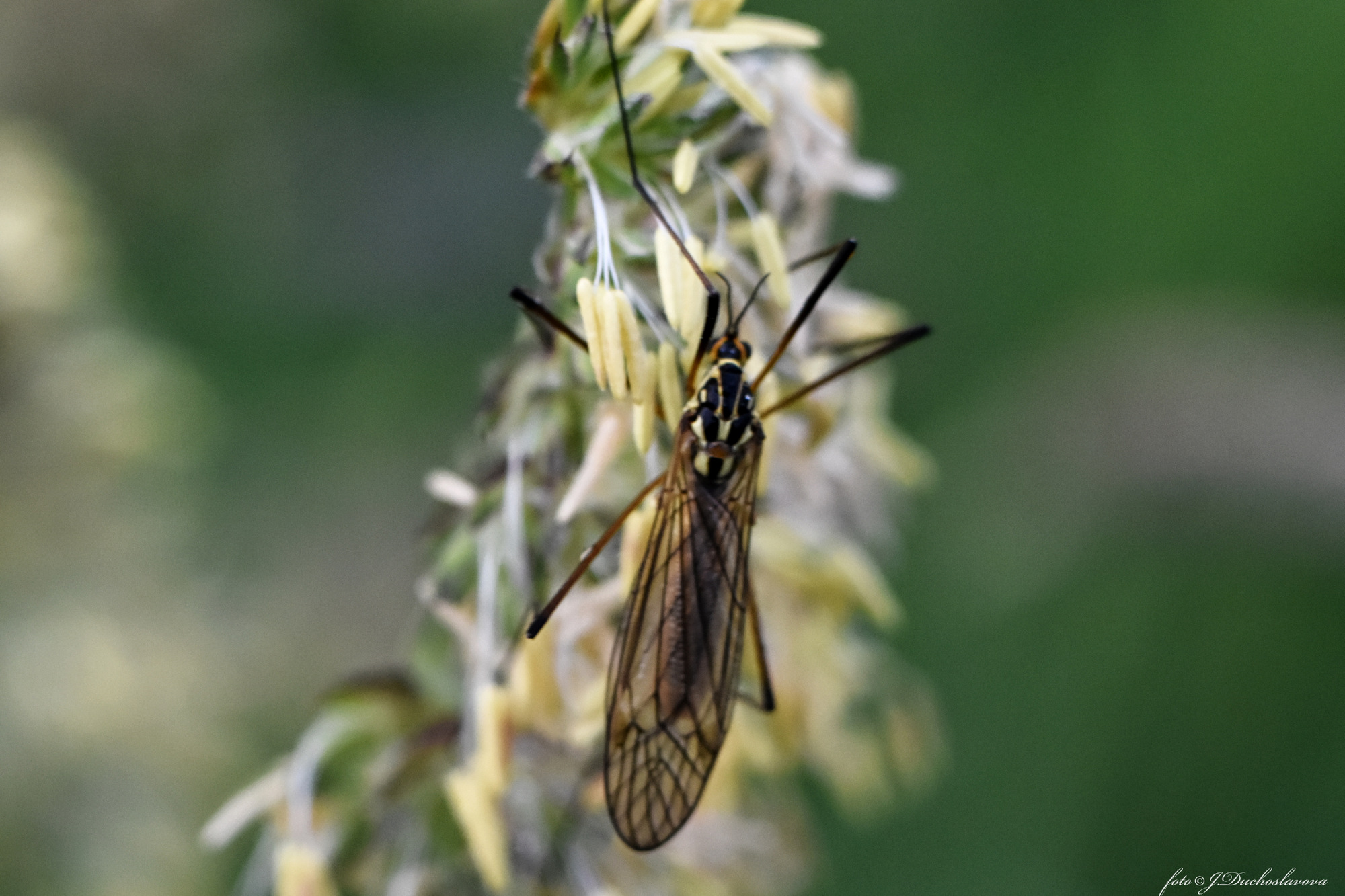 PŘÍRODA: Mouchy, brouci, tiplice