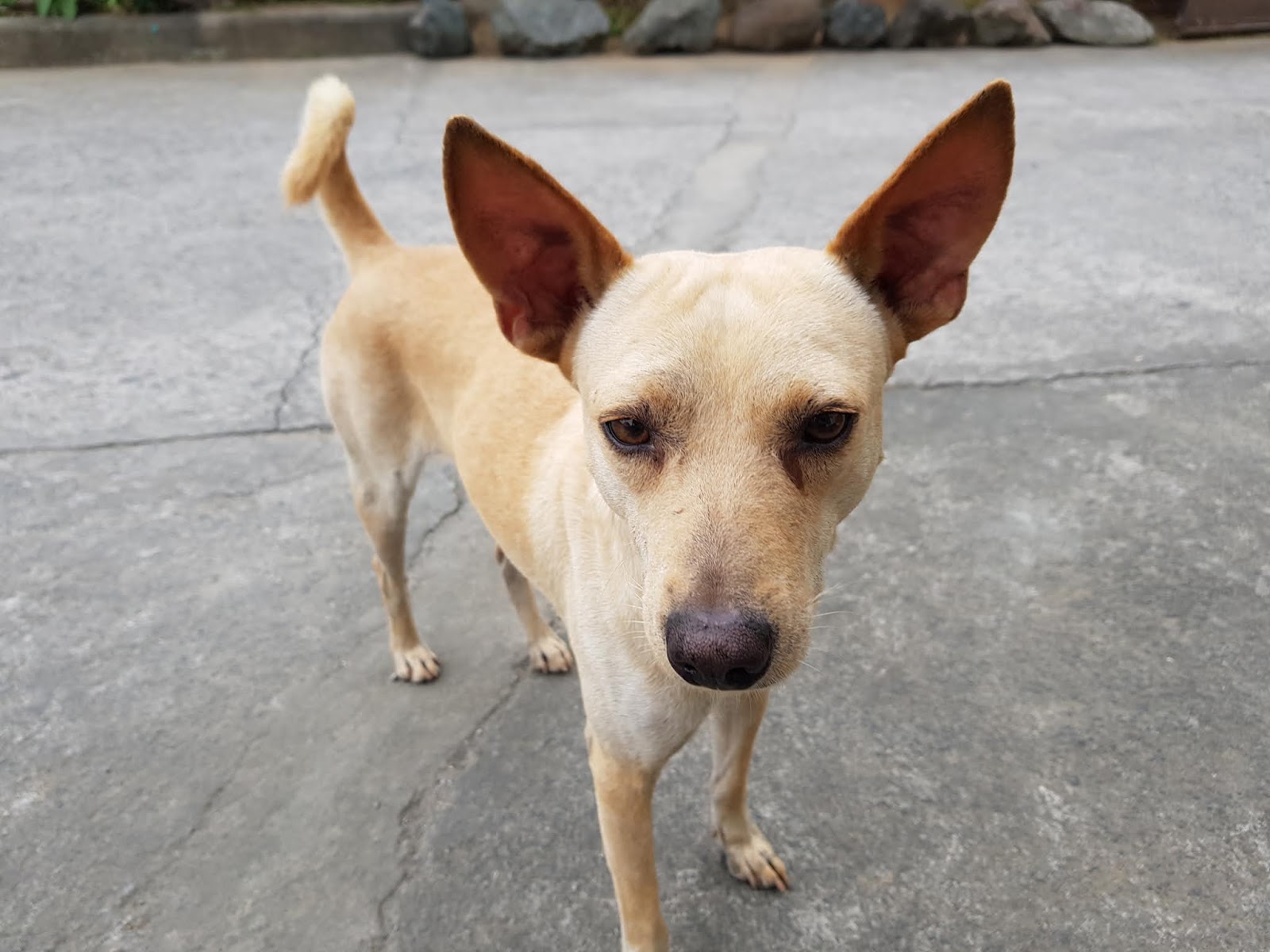 A life of a biologist: English name of common Filipino animals (Tagalog ...