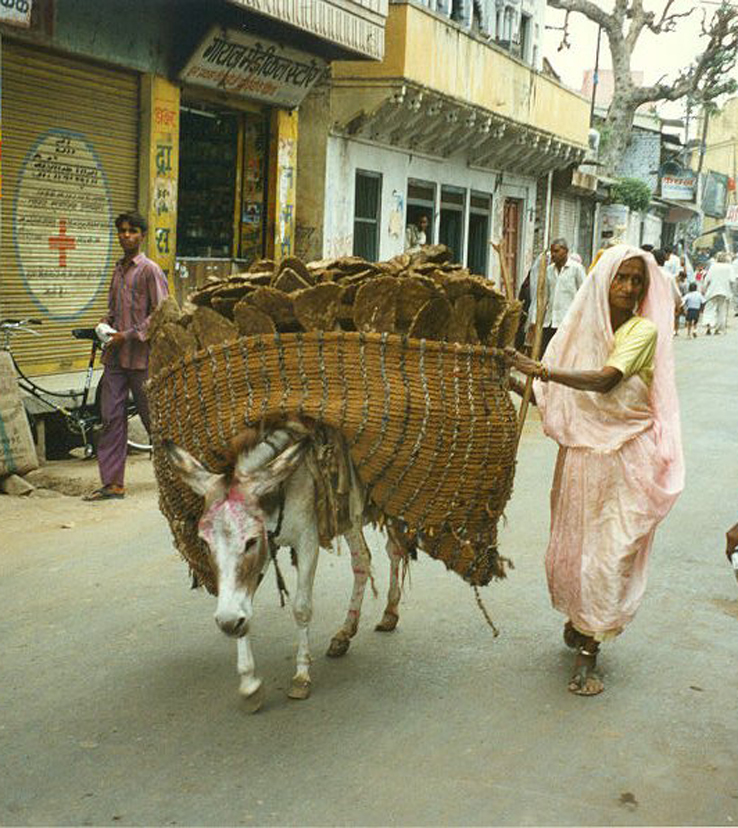 Indian woman with Donkey