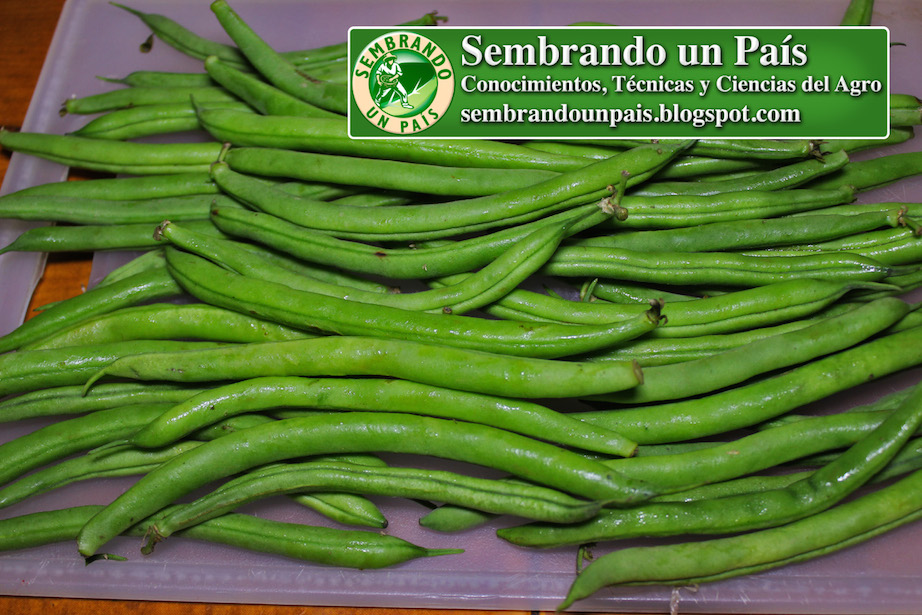 Contenido Nutricional: Vainitas o Ejote (Tabla Nutricional)