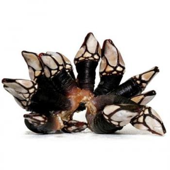 EL BLOG DE SARA: Mariscos "especiales": el percebe