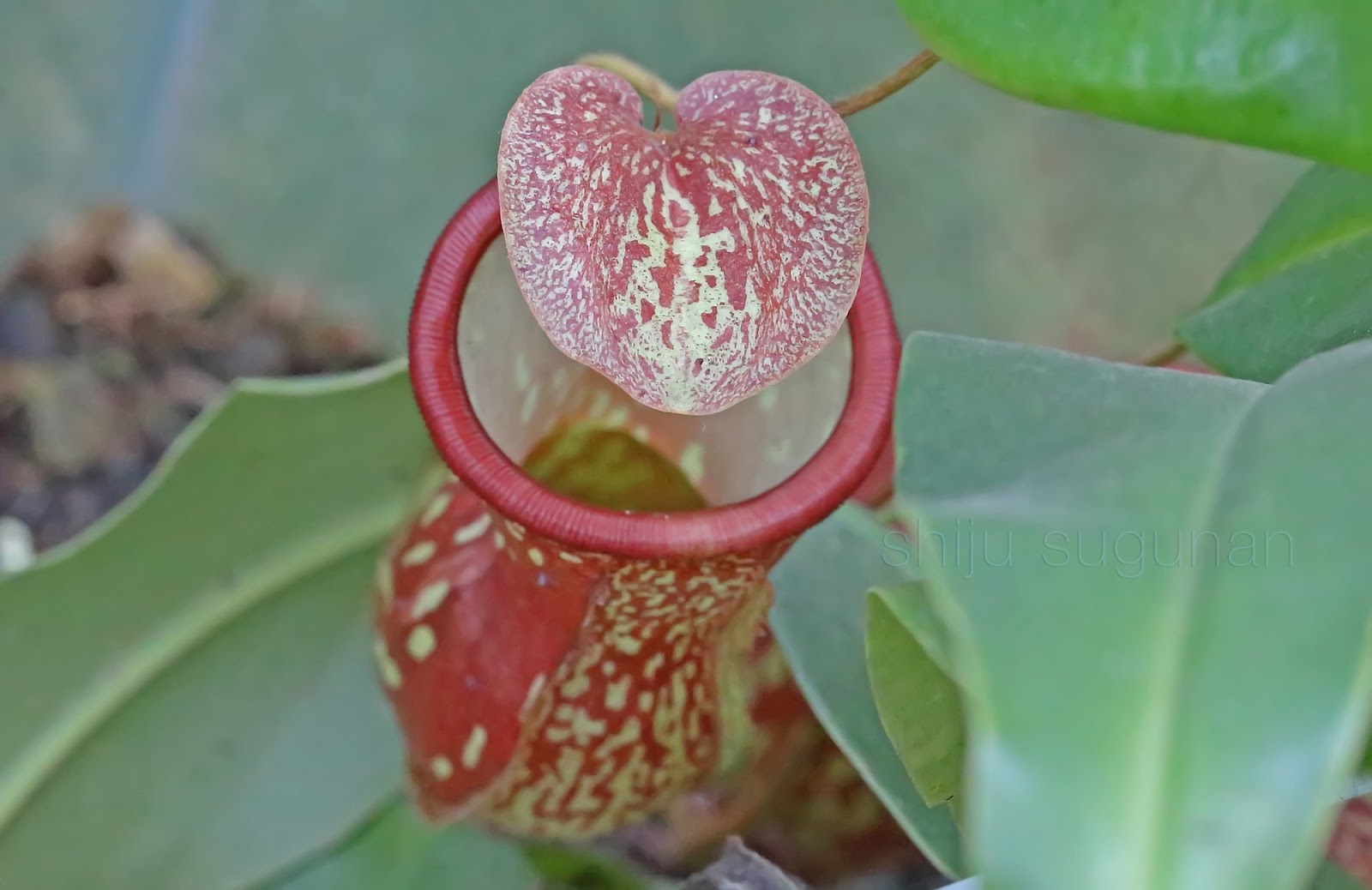 Cranium Bolts: Lalbagh flower show 2020