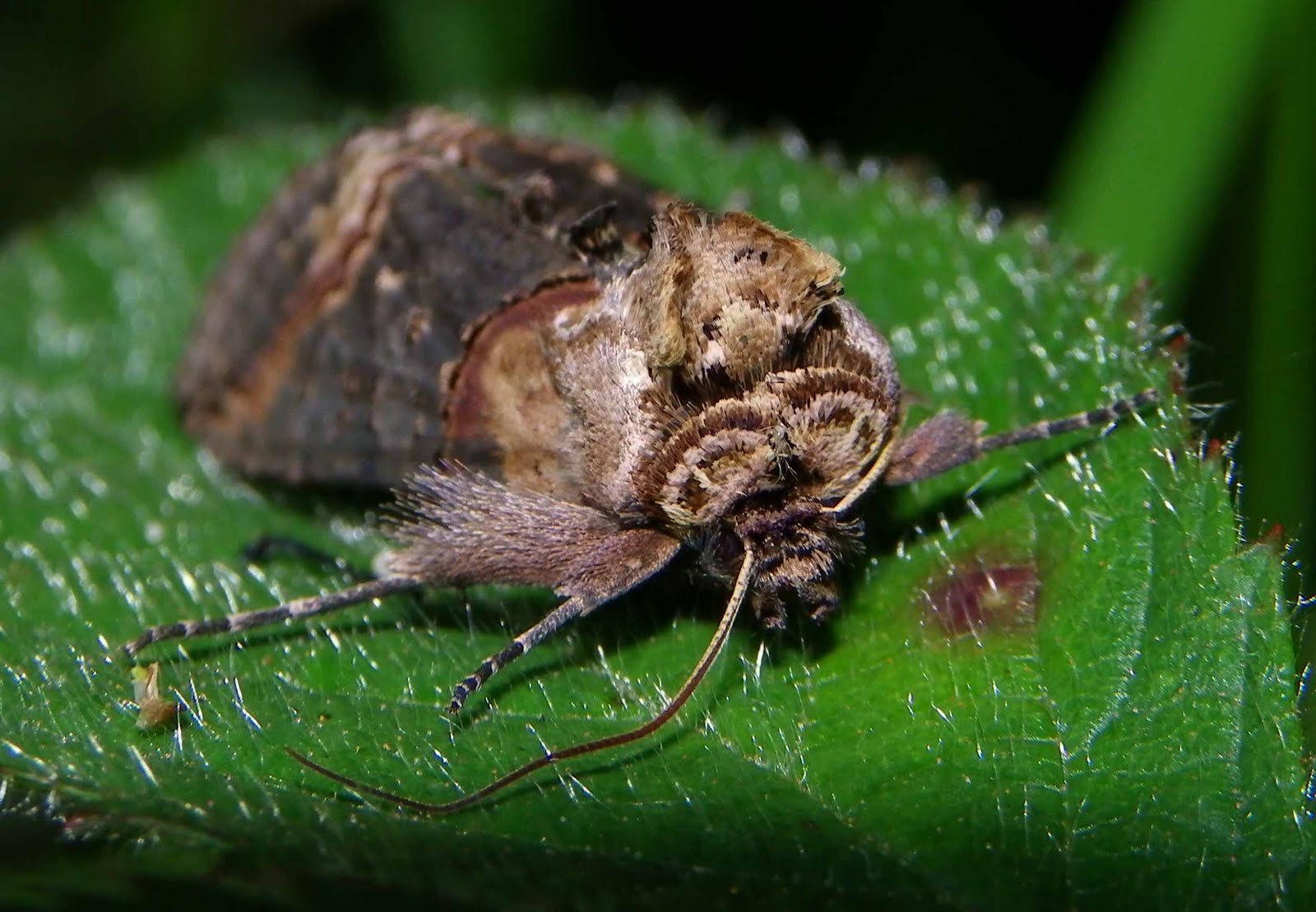 John Cullen's Biodiversity Photography : The Spectacle Moth