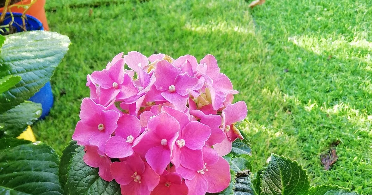 jenis jenis bunga di malaysia - racun shopee promo indonesia