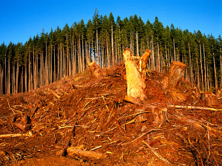 Biodiversité et activités humaines: Déforestation