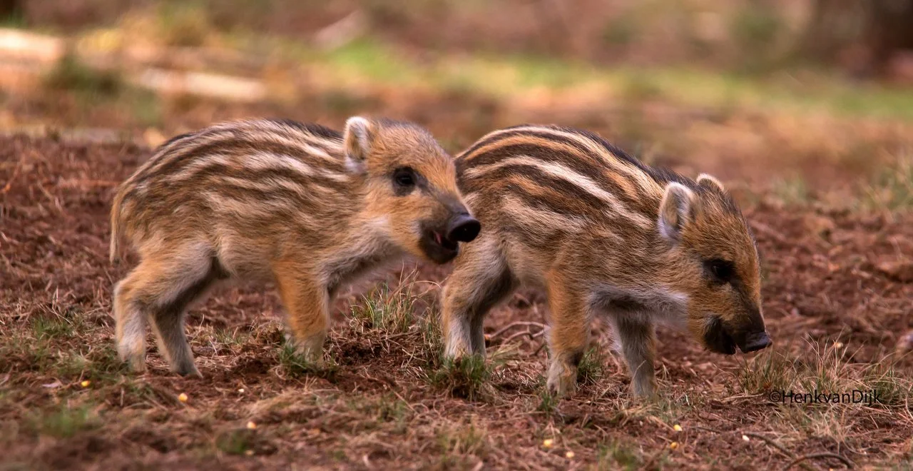 Jenis-Jenis Babi Yang Anda Perlu Tahu - YunFila.Com