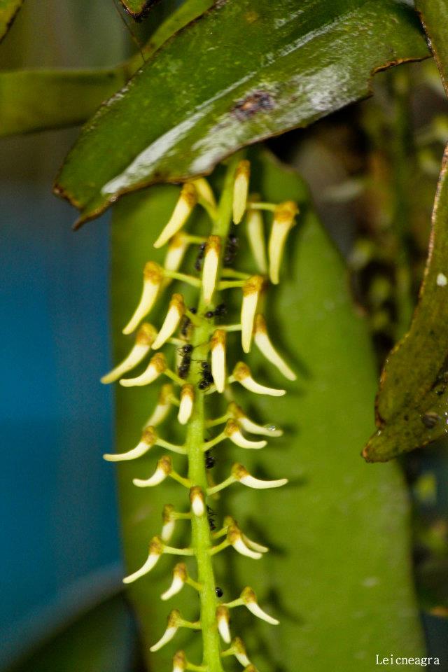 Wild orchids in sumatra: Malleola culicifera (Ridl.) Garay, 1972