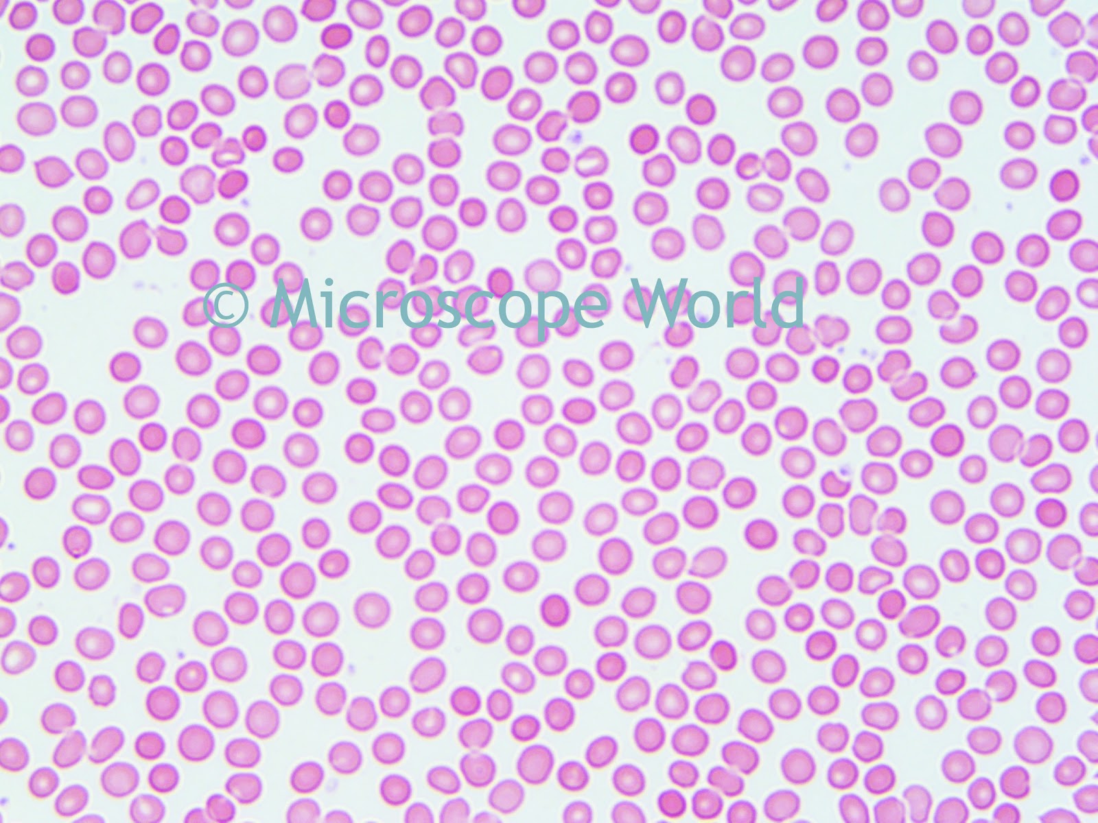 Microscope World Blog: July 2012