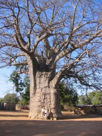 Giant Trees From Around The World: Baobab trees