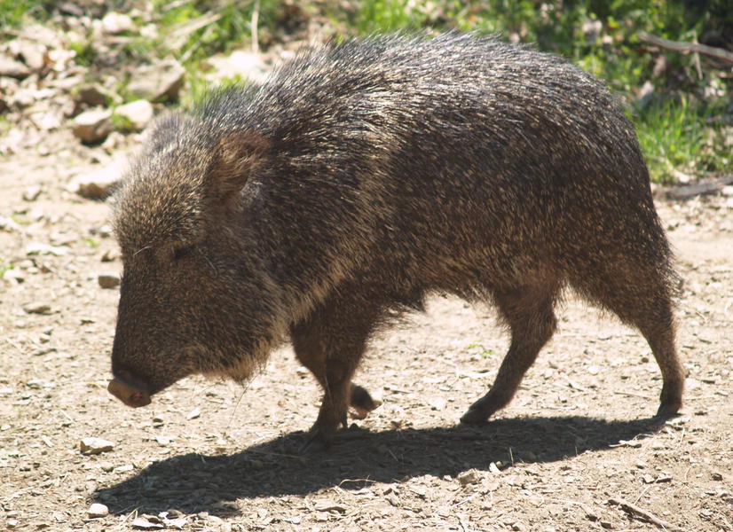 El blog de las especies singulares: El descubrimiento de dos nuevos ...