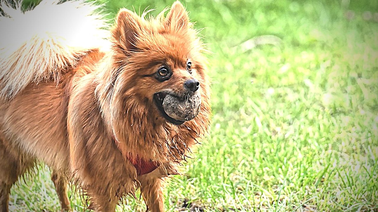 Tout ce que vous devez savoir sur le spitz nain ( Les Poméraniens)
