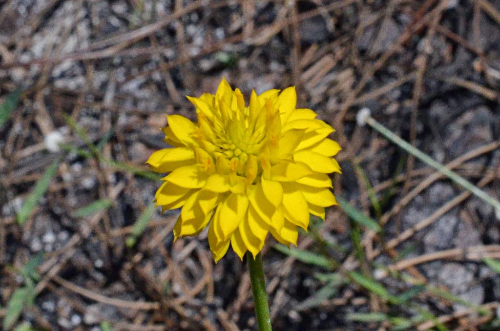 Space Coast Wildflowers: Malabar Scrub, May 18, 2015