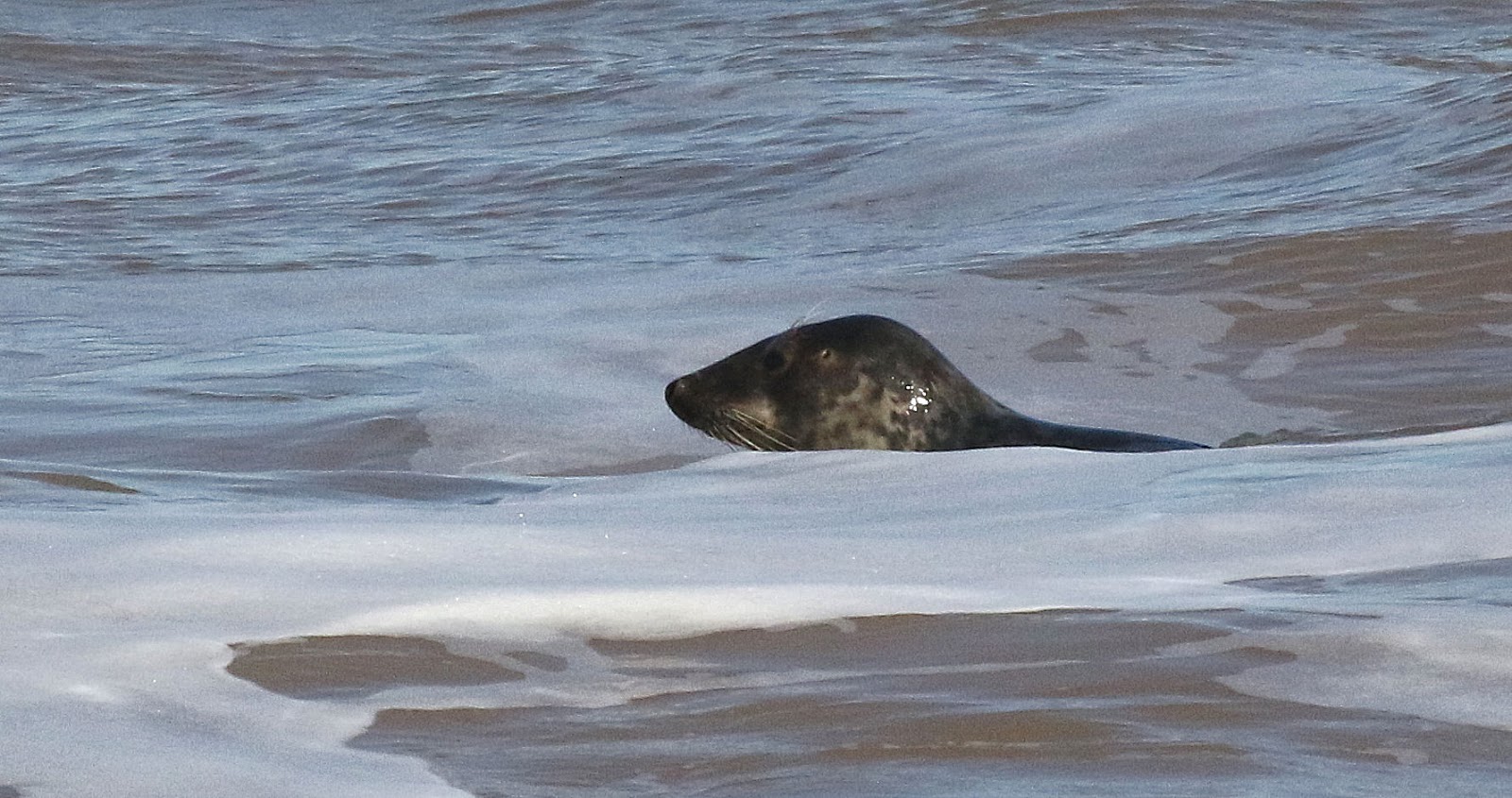 Birding with Flowers: Spurn Migration Festival & Others