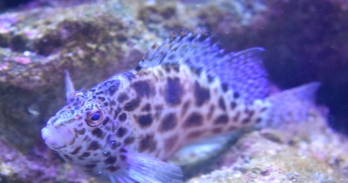 ZOOTOGRAFIANDO (6.100 ANIMALS): PEZ HALCÓN MOTEADO / SPOTTED HAWKFISH ...