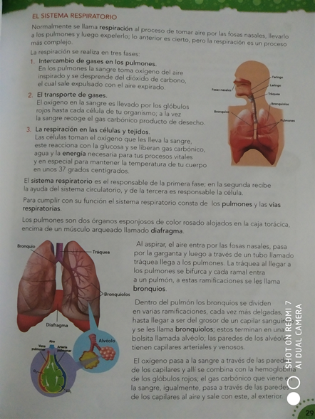 CIENCIAS NATURALES QUINTO: TEMA 2 " SISTEMA RESPIRATORIO EN HUMANOS"