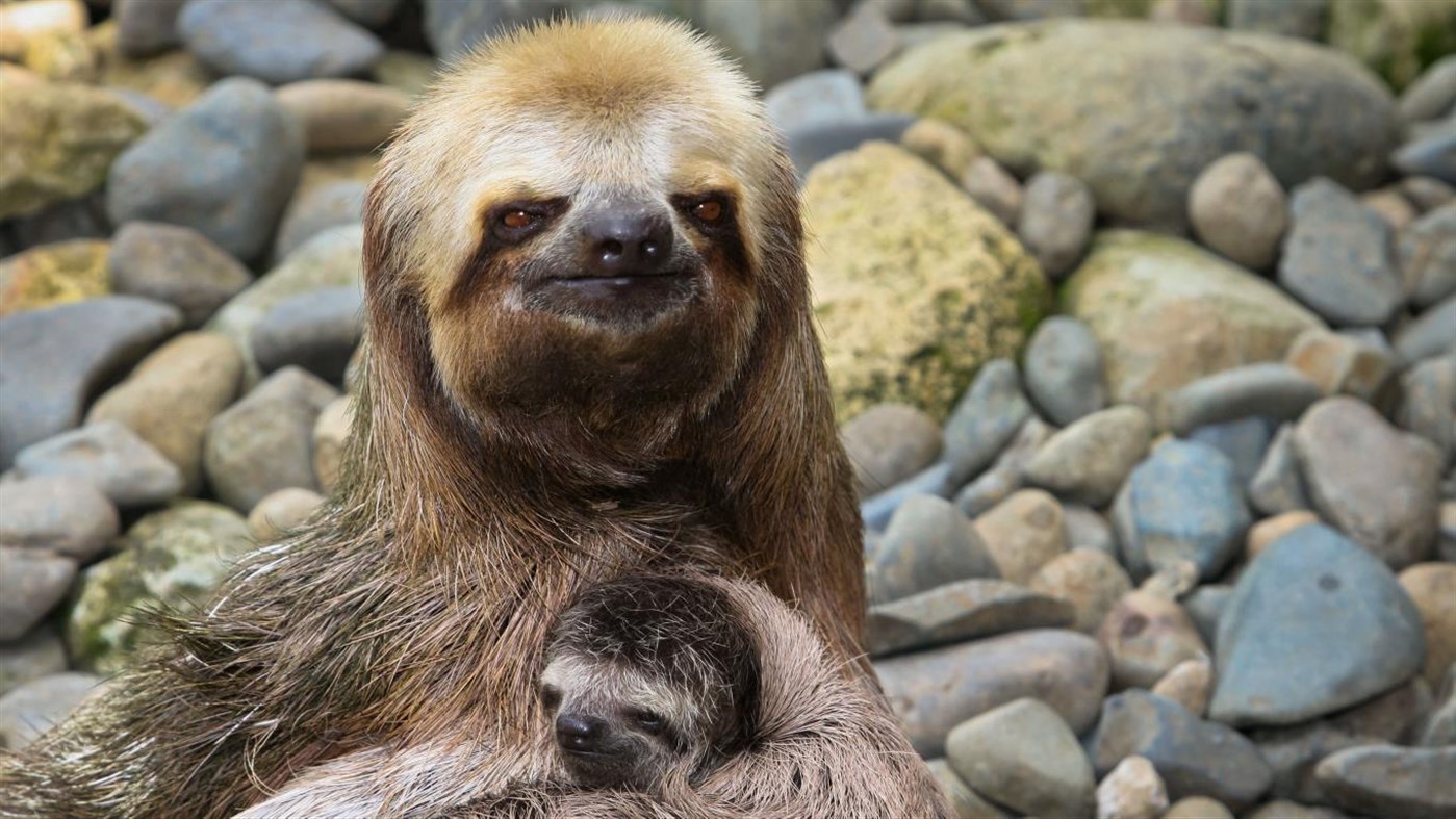 Download Sloths PREMIUM, Tema per Windows 10