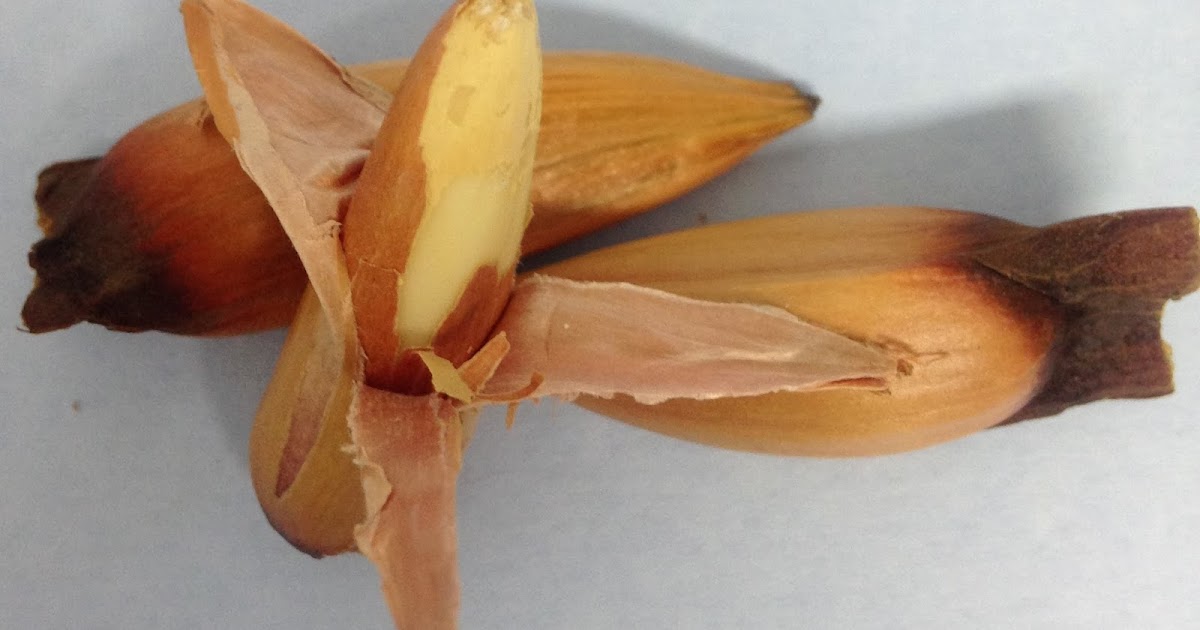 "Parque de Araucarias Araucanas" - Chile: Valor nutritivo del piñón de ...