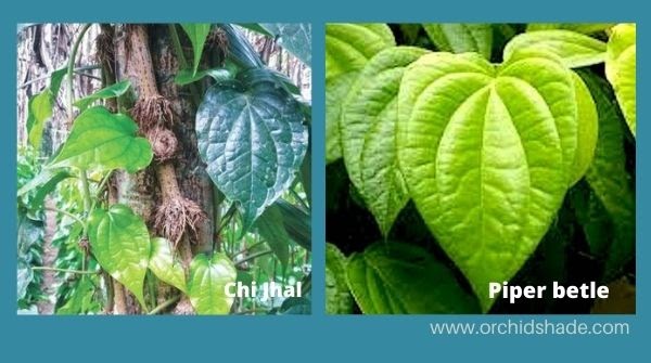 Chui Jhal is a traditional Khulna's spice that brings water to the tongue.