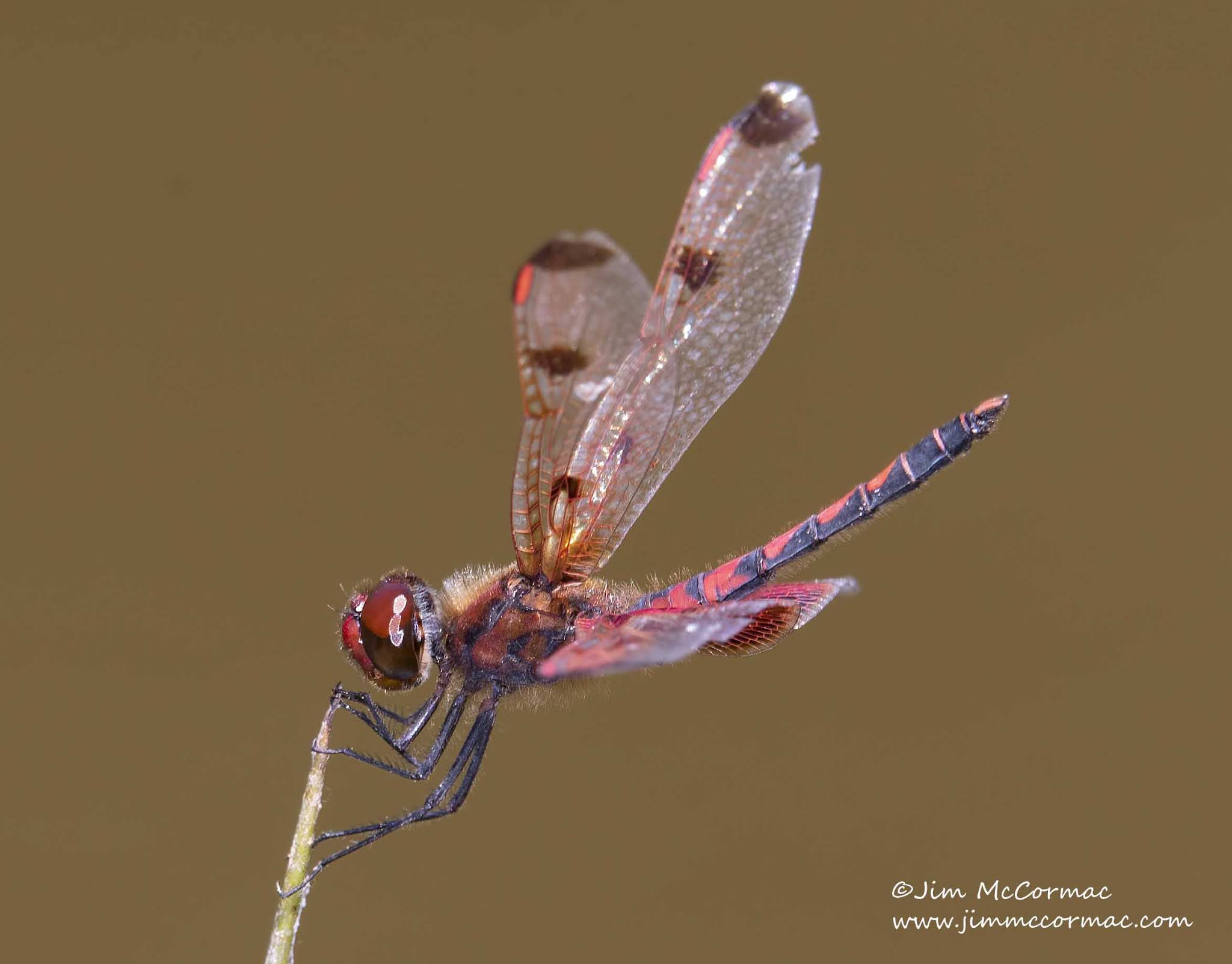 Ohio Birds and Biodiversity: A quartet of pennants (dragonflies)