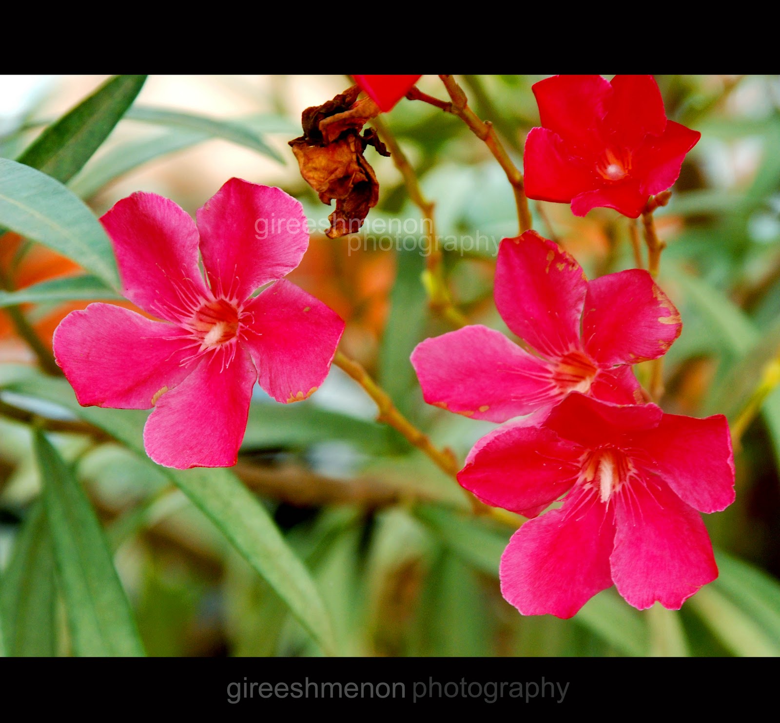 flowers - gireeshmenon: ചുവന്ന അരളി (red arali) Oleander flowers - gireeshmenon: ചുവന്ന അരളി (red arali) Oleander