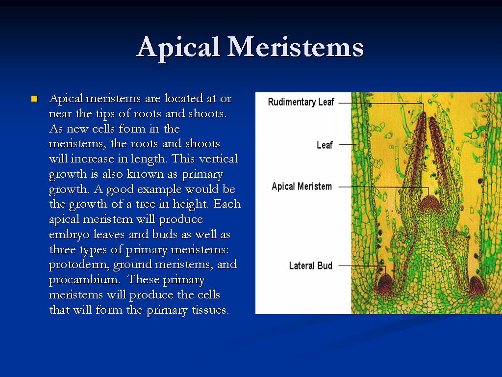 Meristematic tissues - THE SAIF's WORLD