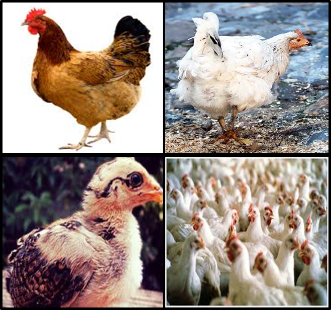 Desarrollo y Crecimiento : Desarrollo y Crecimiento de los pollos