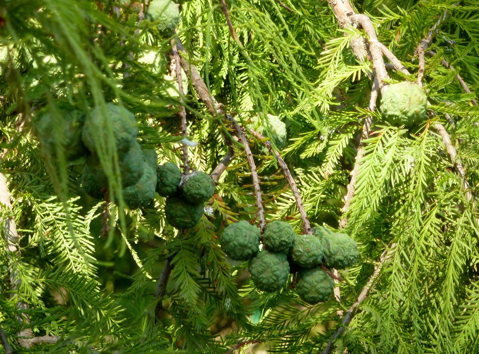 Árboles con alma: Ciprés de los pantanos (Taxodium Distichum)