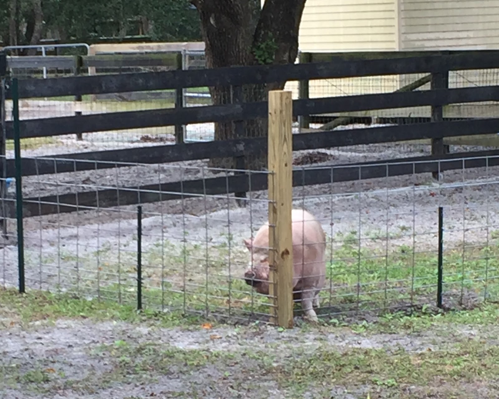 Pot Bellied Pigs Blog Fencing For The Pet Pig pot-bellied-pigs-blog-fencing-for-the-pet-pig